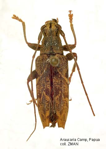Papua Insects Foundation (Coleoptera/Cerambycidae/Tmesisternus nabirensis)